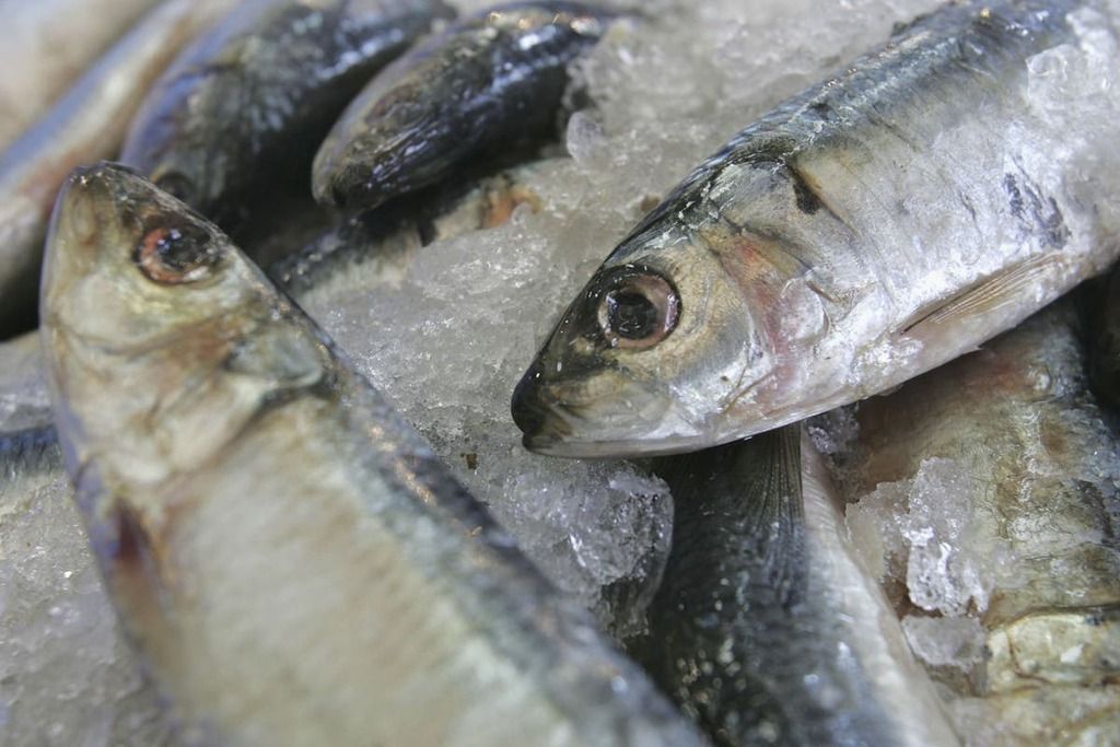 How eating oily fish could impact your brain health,…