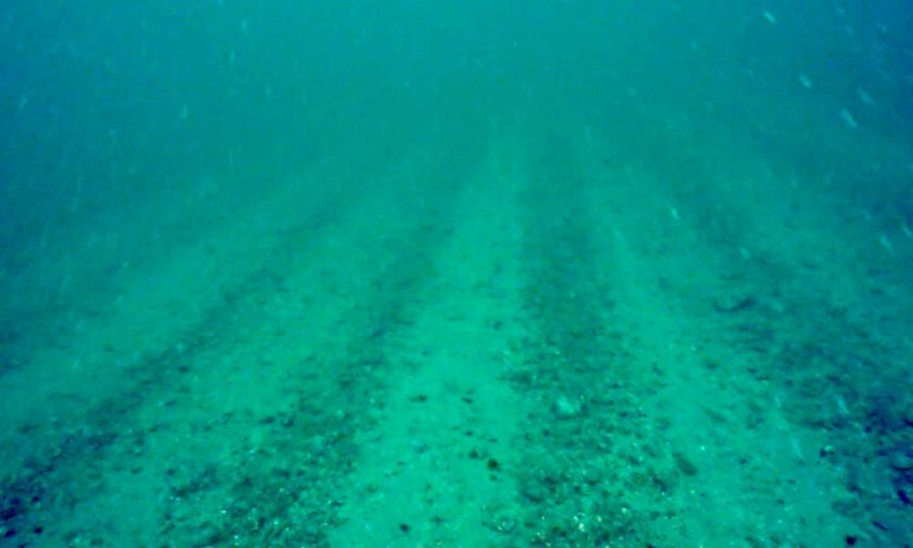 Video reveals devastation from scallop dredging on…