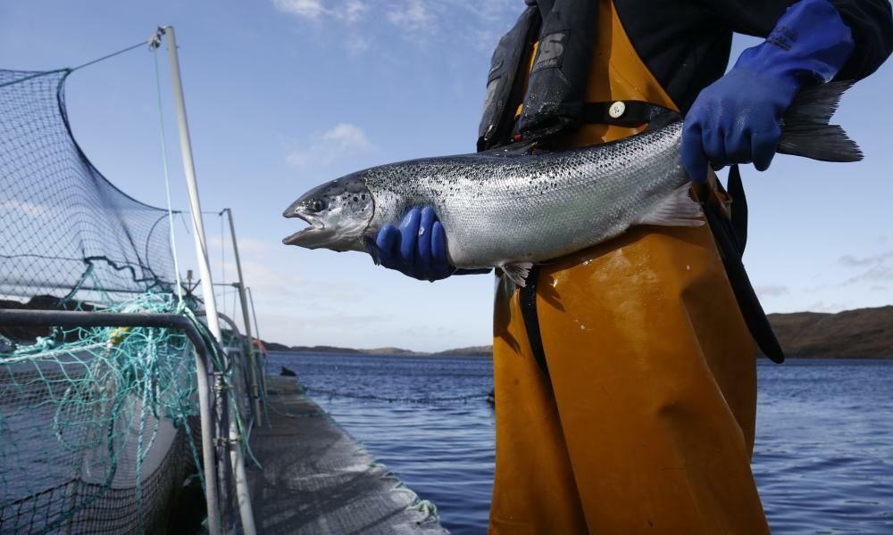 Farmed fish feel pain, stress and anxiety and must be…