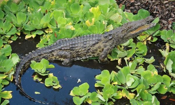 Nile crocodiles captured in Florida – but why were…