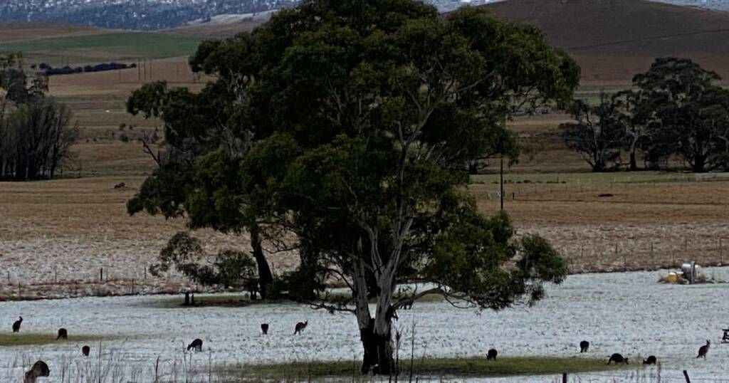 'Unbelievable': Spring chill brings surprise snowfall…