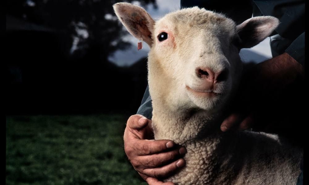 Gene-edited sheep offer hope for treatment of lethal…