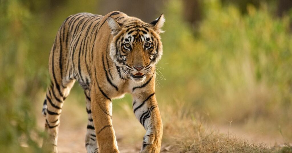 Tiger shot dead after showing 'complete lack of fear'…