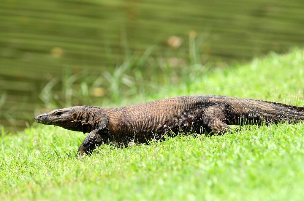 Watch: A magpie and monitor lizard play through a…