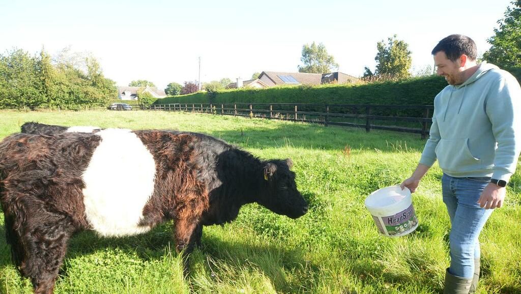 Why this Meath farmer swapped his continental cattle…