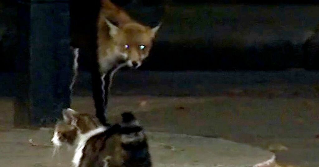 Larry the No. 10 cat chases fox out of Downing Street…