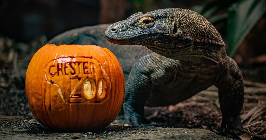 'You can't put a jumper on a Komodo dragon': Chester…