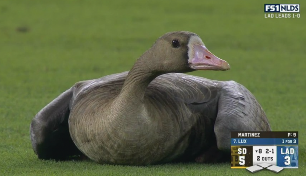 A duck (or goose?) appeared during Dodgers-Padres,…