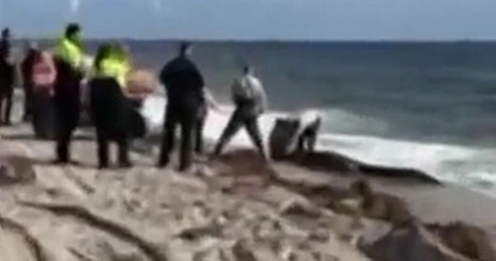 Huge 12ft alligator causes panic on beach as it walks…
