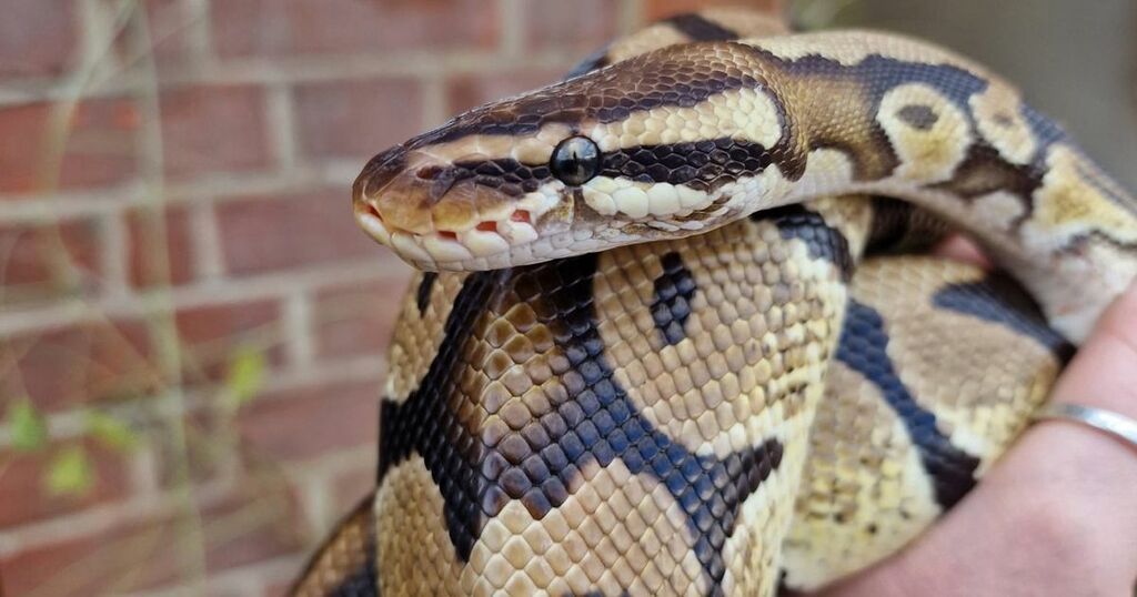 Locals terrified as python spotted slithering around…