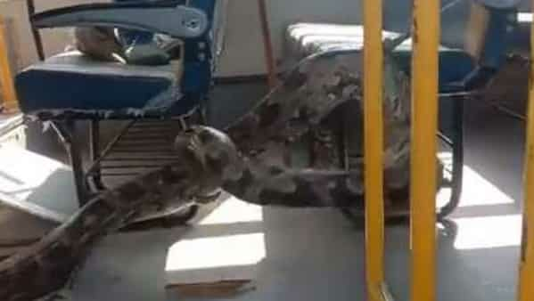 Giant python rescued from school bus in Uttar Pradesh.…