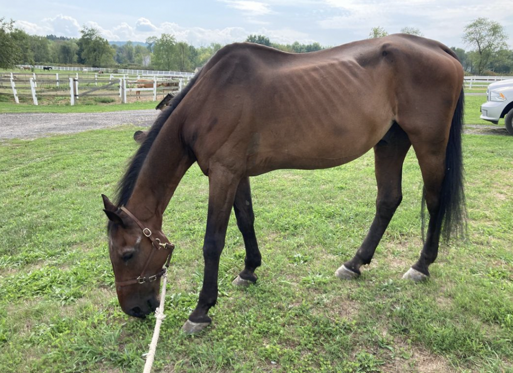 Carriage horse is euthanised two months after…
