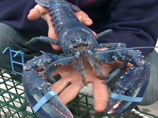 Two rare blue lobsters caught by Canadian fisherman on…