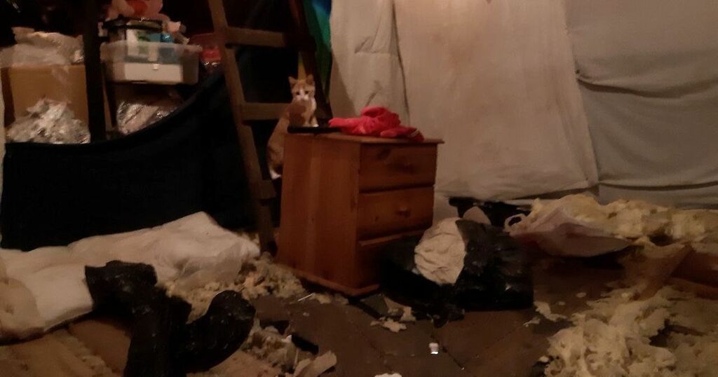 'Hostile' woman kept 11 flea-infested cats in her…