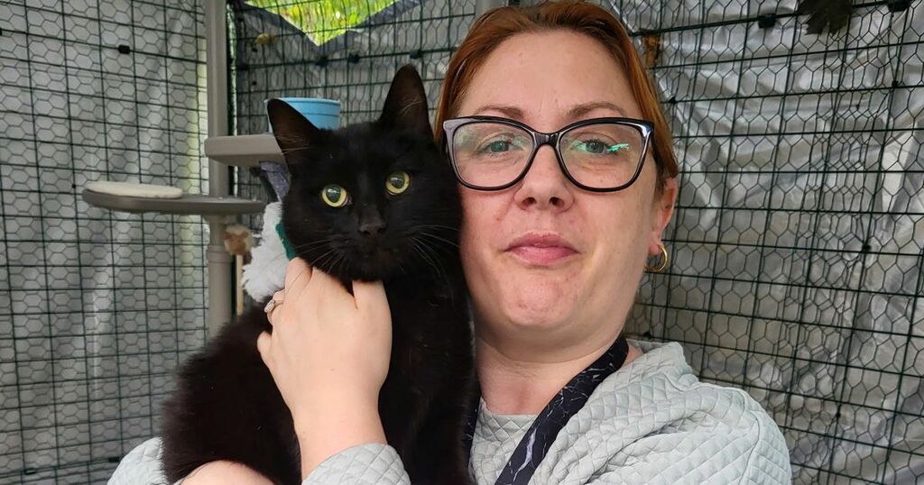 Lost cat reunited with family six years after jumping…