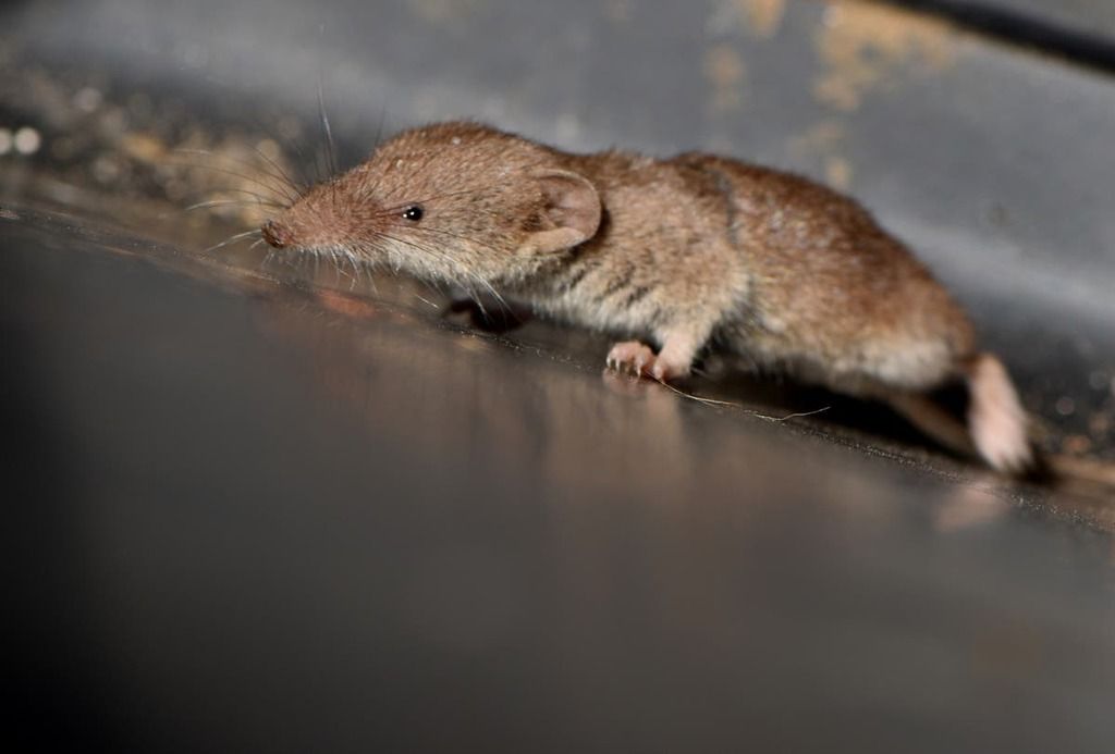 Greater white-toothed shrew becomes UK’s first new…