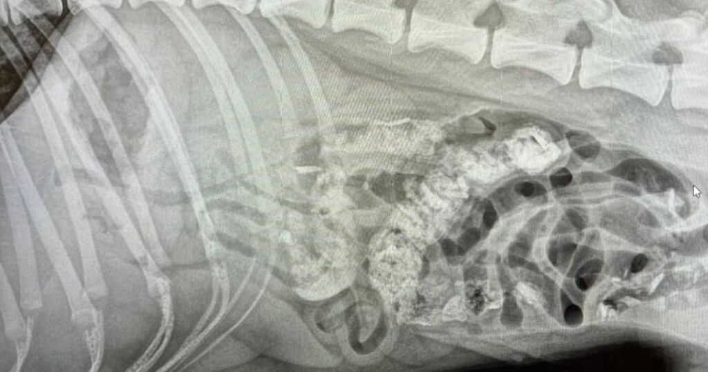 Dublin dog's X-ray reveals shocking blockage in…