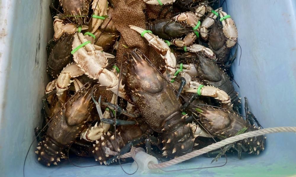 Murray crayfish in NSW ‘walk out of the river’ as…