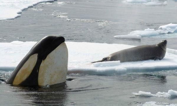 Secrets of killer whale evolution revealed by genetic…