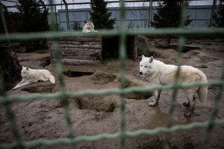 Ukraine zoo turns to donations and emergency…