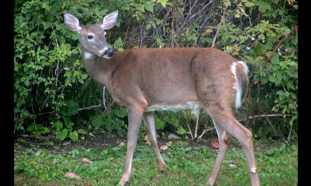 One of Ohio’s largest criminal schemes involving deer…