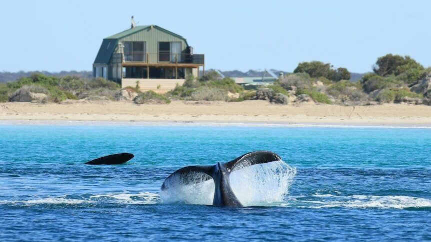 Meet whale whisperer Rod Keogh and the southern rights…