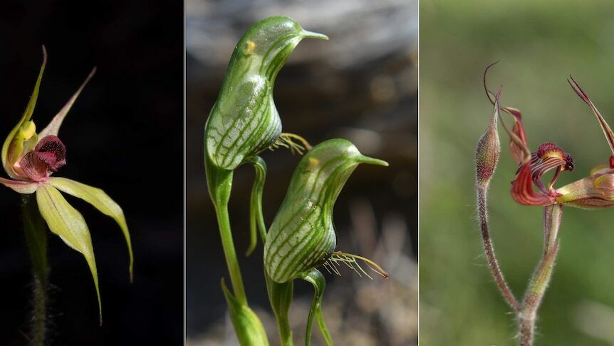 The weird and wonderful world of Australian orchids…