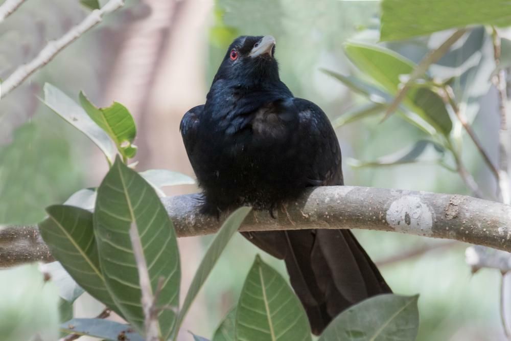 ‘Devil bird’: why the midnight cooee calls of the koel…