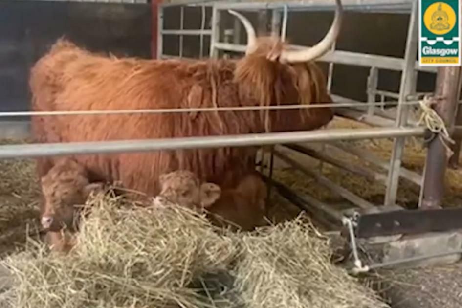 'Udderly Amoozing': Highland Cow at Pollok Park gives…