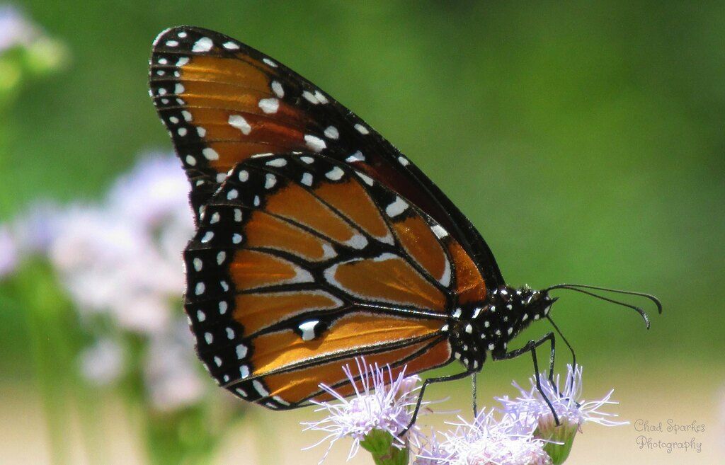 Texas Butterfly Center Makes a Comeback After…
