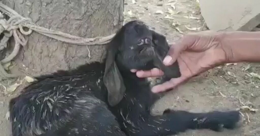 Goat born with mutant cyclops eyes fused together on…