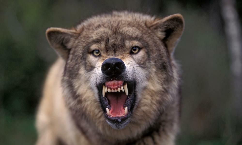 Readers reply: why do cats, dogs and other carnivores…