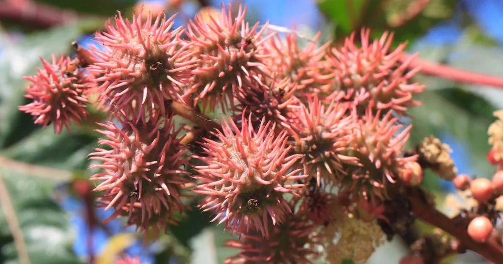 World's 'deadliest' plant 6,000 times more potent than…