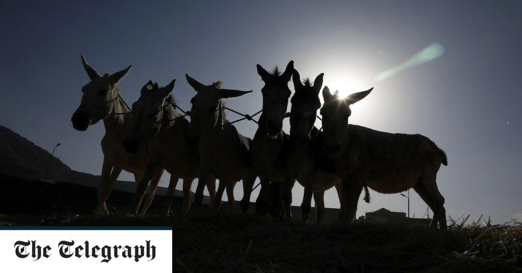 Illegal donkey skin trade a ‘ticking time bomb’ for…