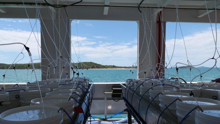 Coral seeding on floating laboratory has Great Barrier…