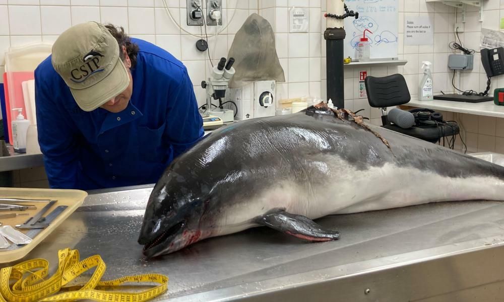 Blood, guts and suspiciously mangled fins: inside a…