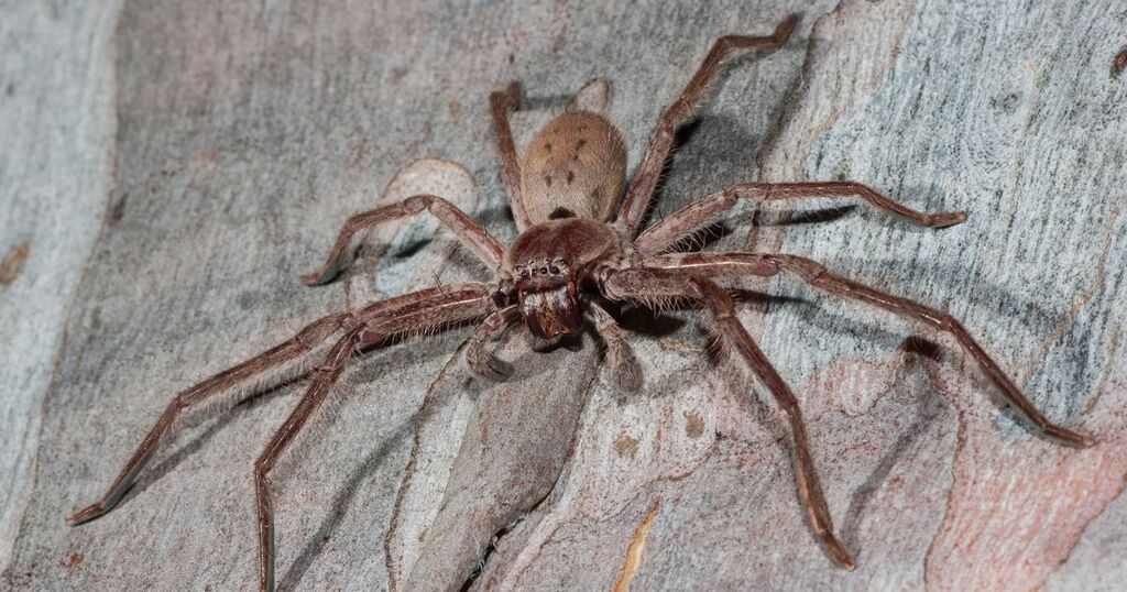 Man finds horrifying huge nest of Huntsman spiders…