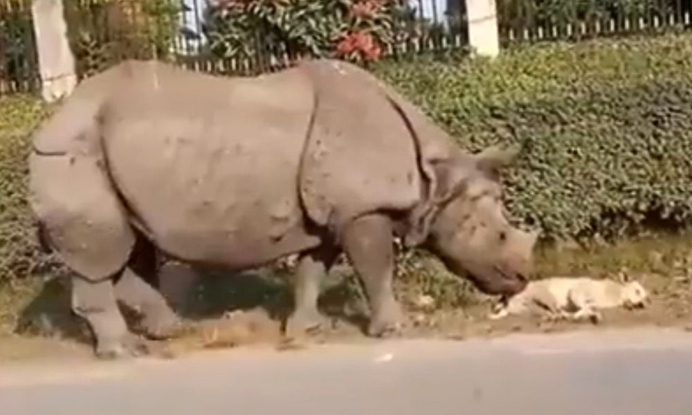 Rhino sneaks up on sleeping dog, gives it a scare in…
