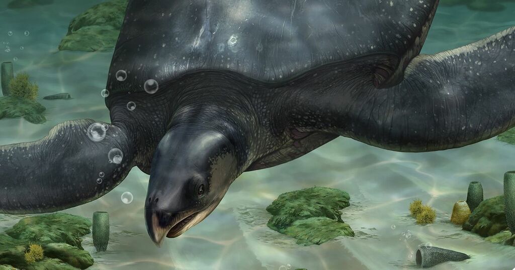 Enormous 12-foot-long turtles cruised the ocean 80…