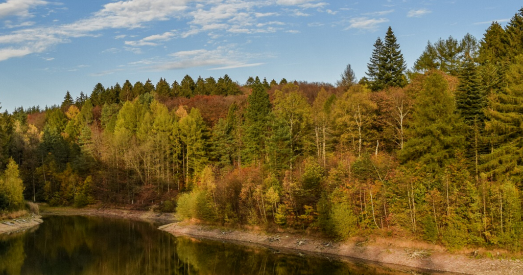 15% rise in forestry values as net zero ambitions…