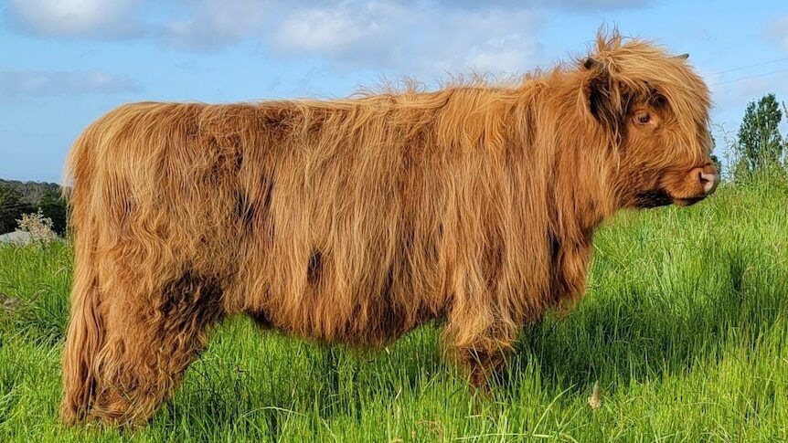 Victorian Highland cow breeder sells heifer for record…