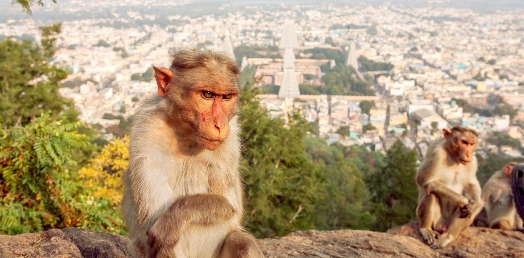 Monkeys' brains are wired to read body language – just…