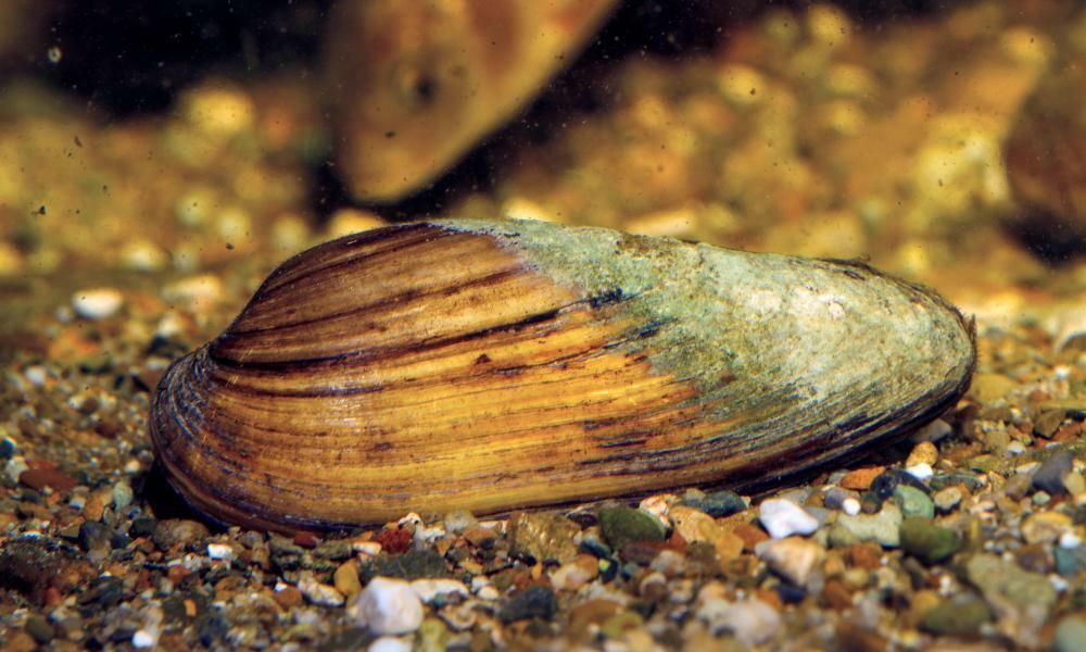 Native mussel numbers down almost 95% since 1960s,…