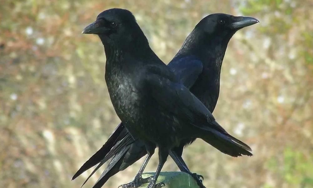 Poem of the week: The Twa Corbies by Anonymous