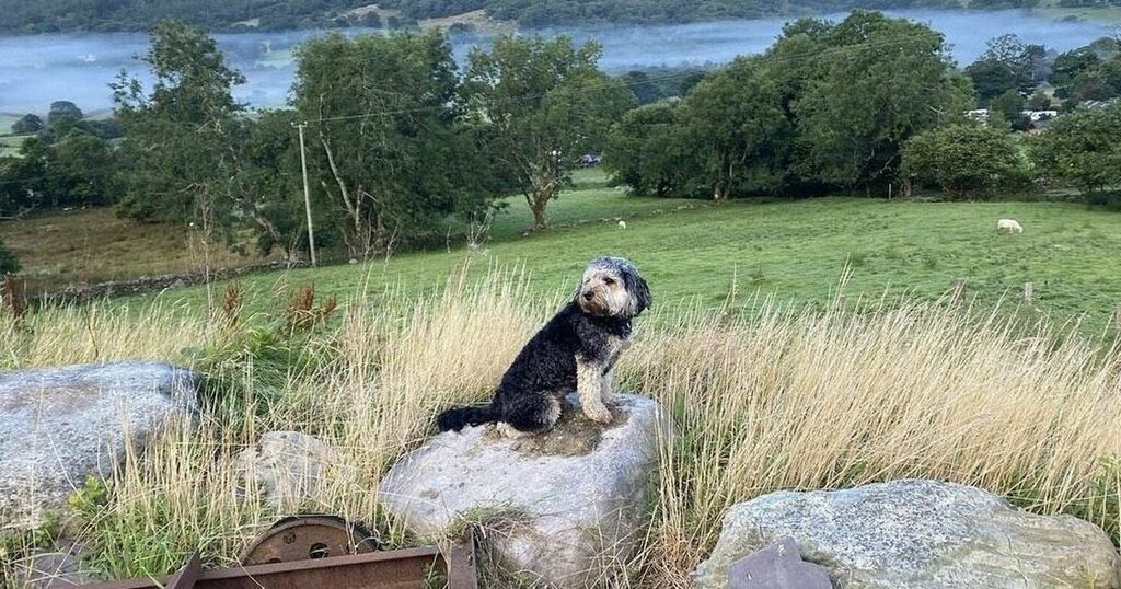Welsh sheep farm with cosy pods named best…