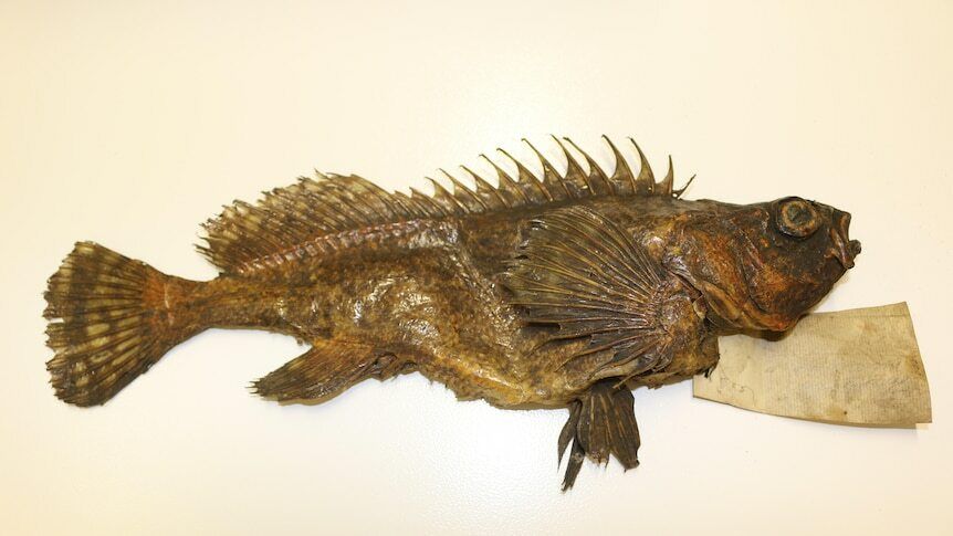 Historical fish collection sheds light on Aboriginal…