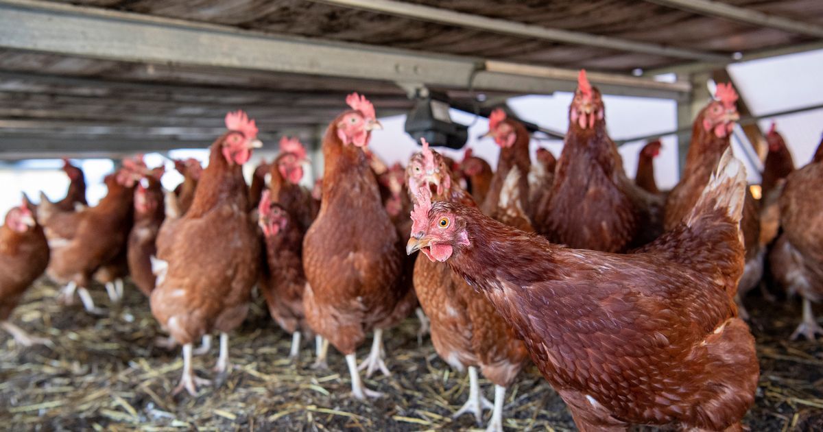 Second batch of 'cannibal chickens' to be culled as…