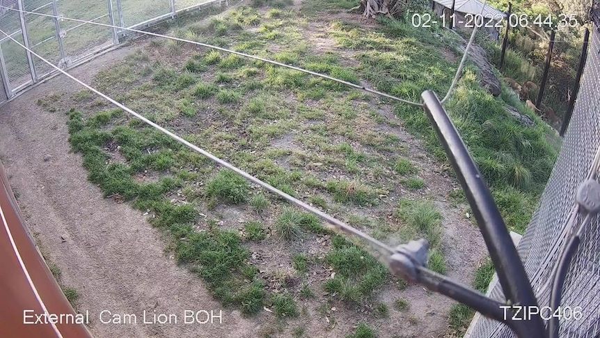 CCTV footage captures the moment five lions escape… CCTV footage captures the moment five lions escape…