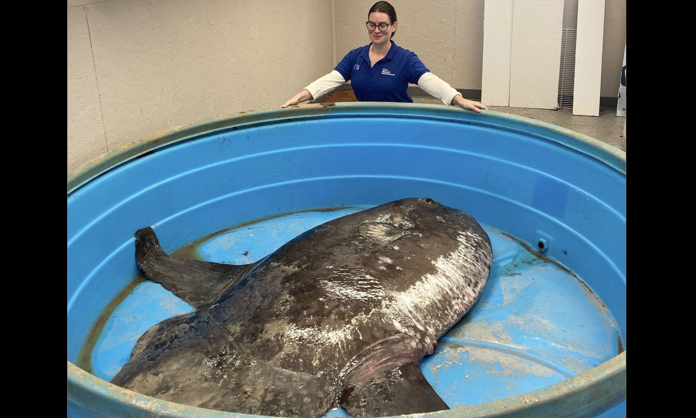 450-pound sunfish discovered on N.C. beach; scientists…