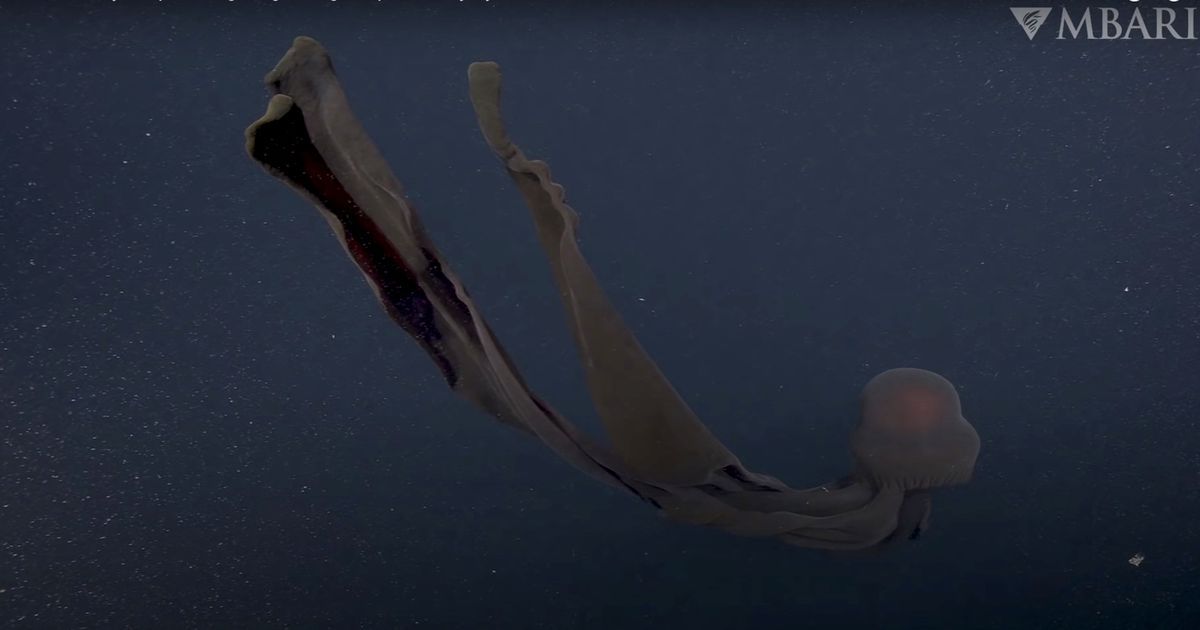 Giant rare 'phantom jellyfish' that eats with…